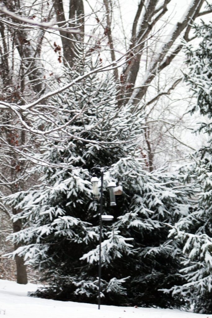 Wintery Scenes – Parke County Sentinel